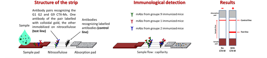 NG-Test CTX-M MULTI 原理 | 豐技生技